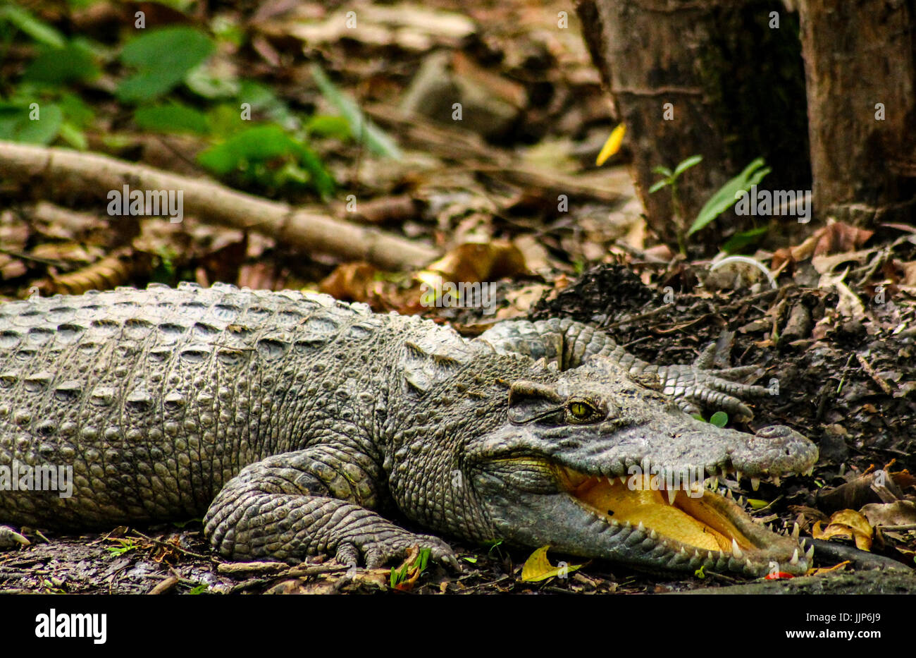 Crocodiles in the wild Stock Photo - Alamy
