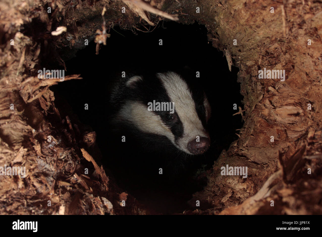 Badger burrow night hi-res stock photography and images - Alamy