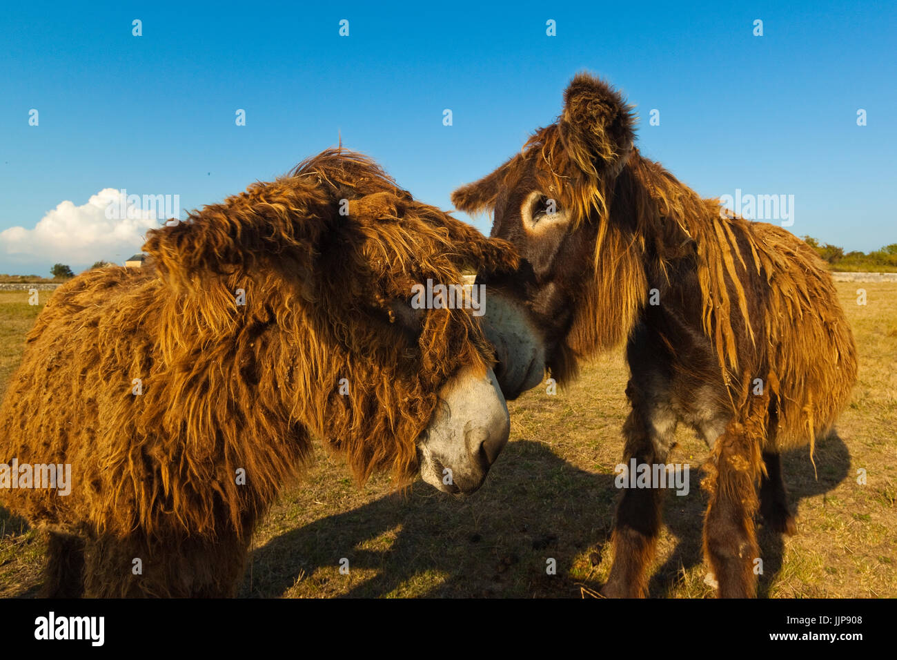 'Woolly' donkeys, a rare type (Baudet du Poitou) once used to carry ...