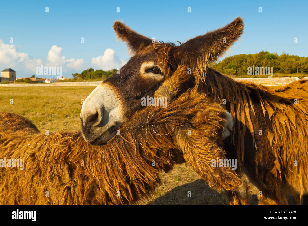 'Woolly' donkeys, a rare type (Baudet du Poitou) once used to carry ...