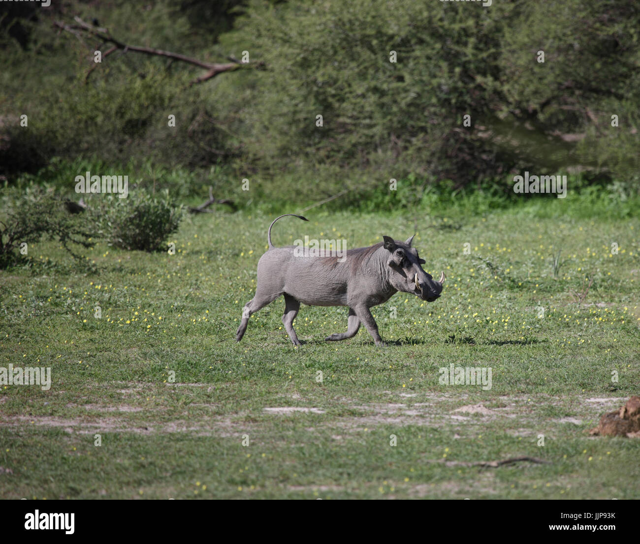 wild warthog pig dangerous mammal africa savannah Kenya Stock Photo - Alamy