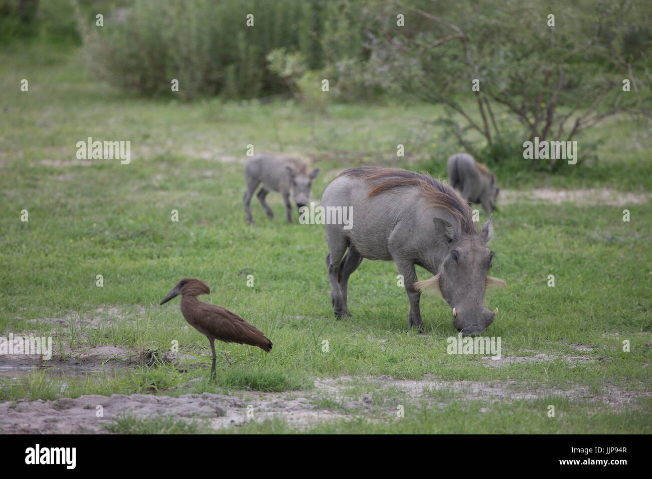 wild warthog pig dangerous mammal africa savannah Kenya Stock Photo - Alamy