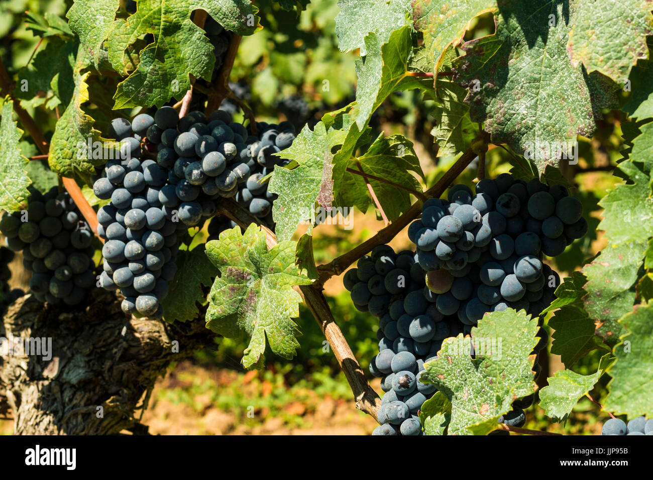 Grand Cru vines of Chateau La Clotte in this historic town & famous ...
