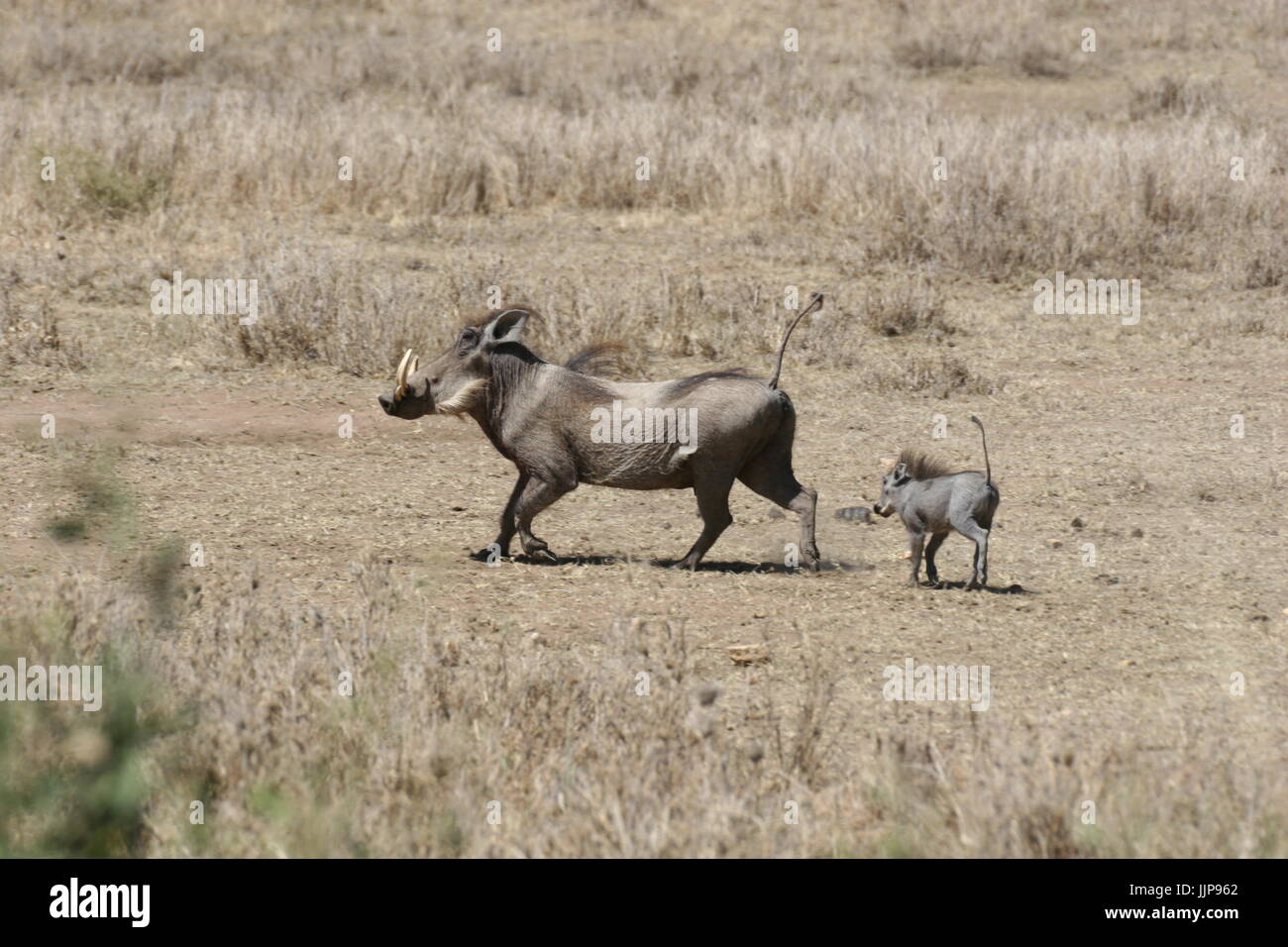 wild warthog pig dangerous mammal africa savannah Kenya Stock Photo - Alamy