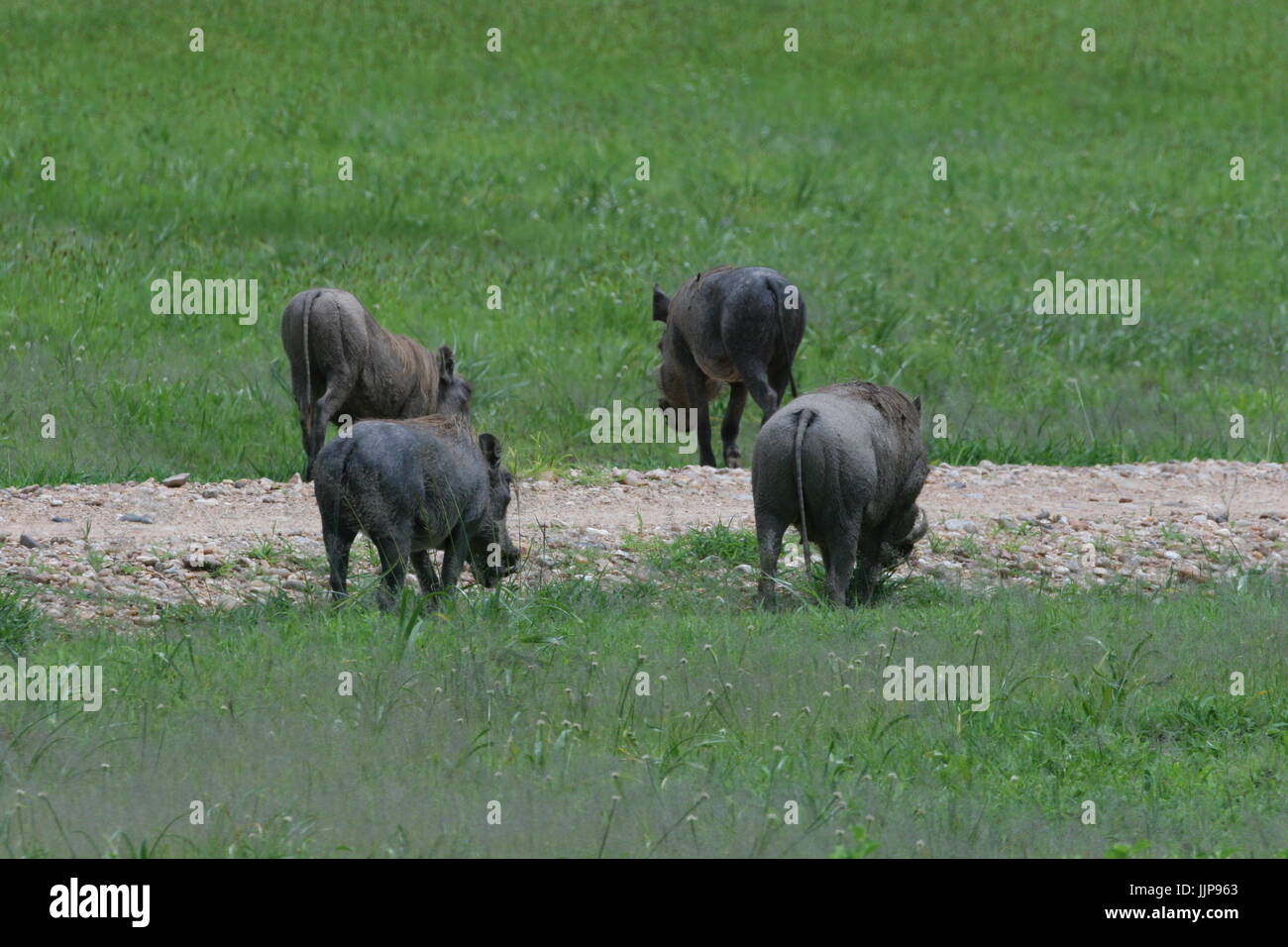 wild warthog pig dangerous mammal africa savannah Kenya Stock Photo - Alamy