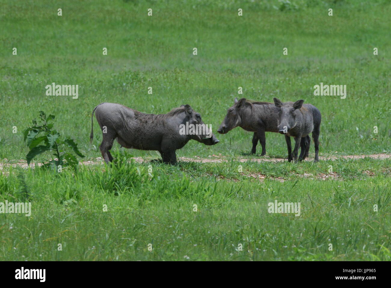 wild warthog pig dangerous mammal africa savannah Kenya Stock Photo - Alamy