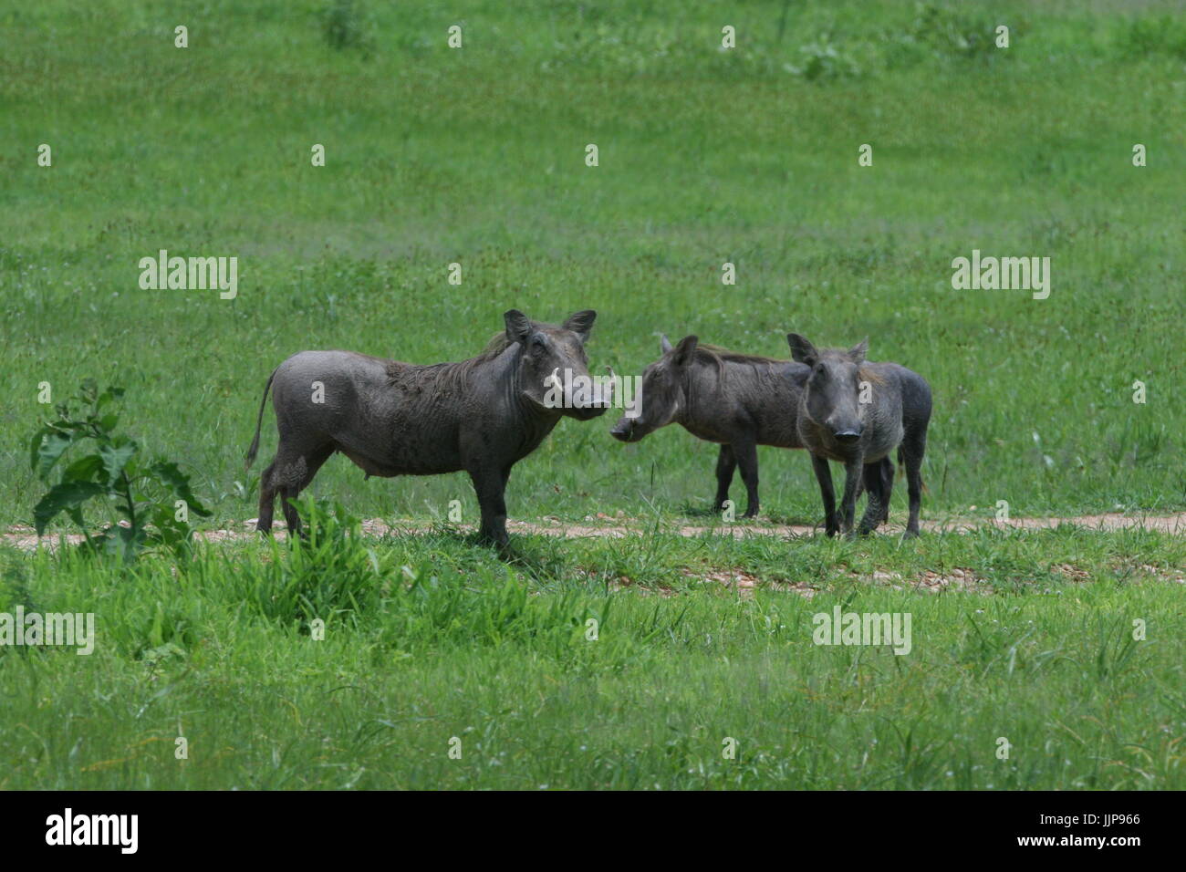 wild warthog pig dangerous mammal africa savannah Kenya Stock Photo - Alamy