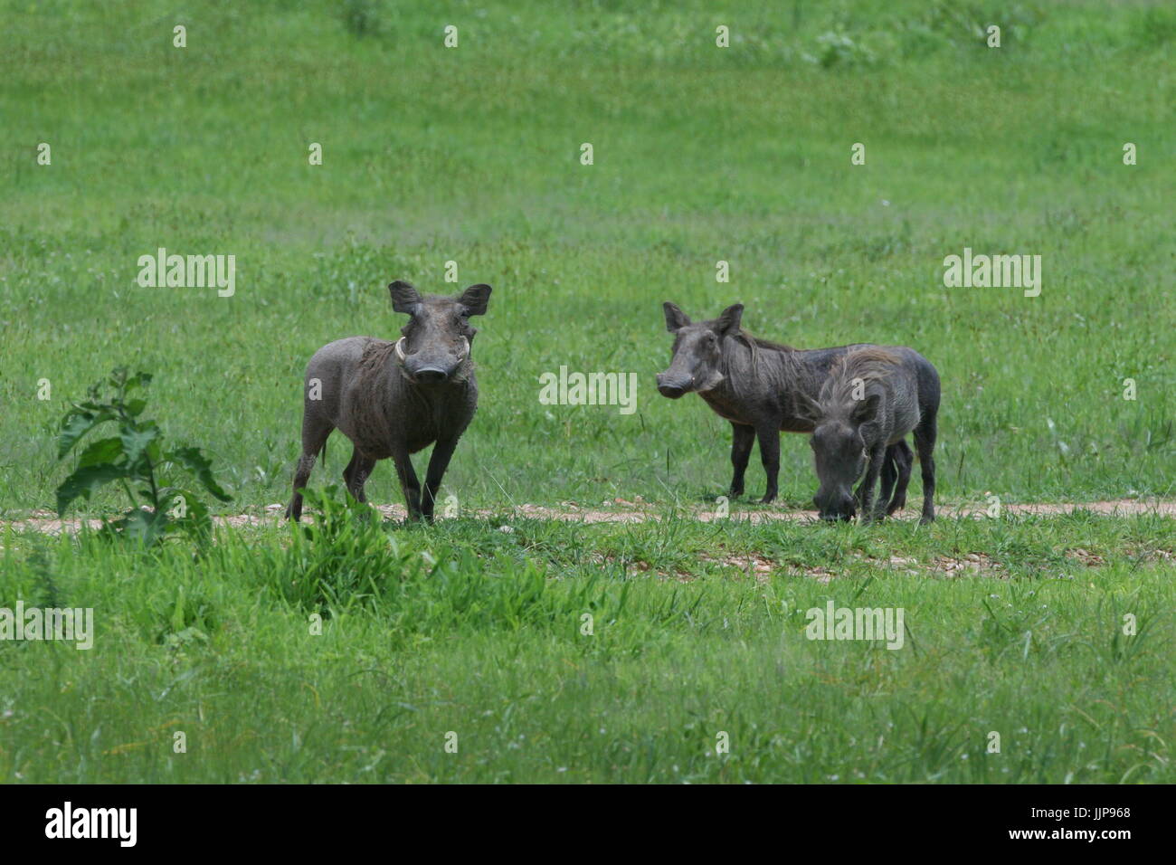 wild warthog pig dangerous mammal africa savannah Kenya Stock Photo - Alamy