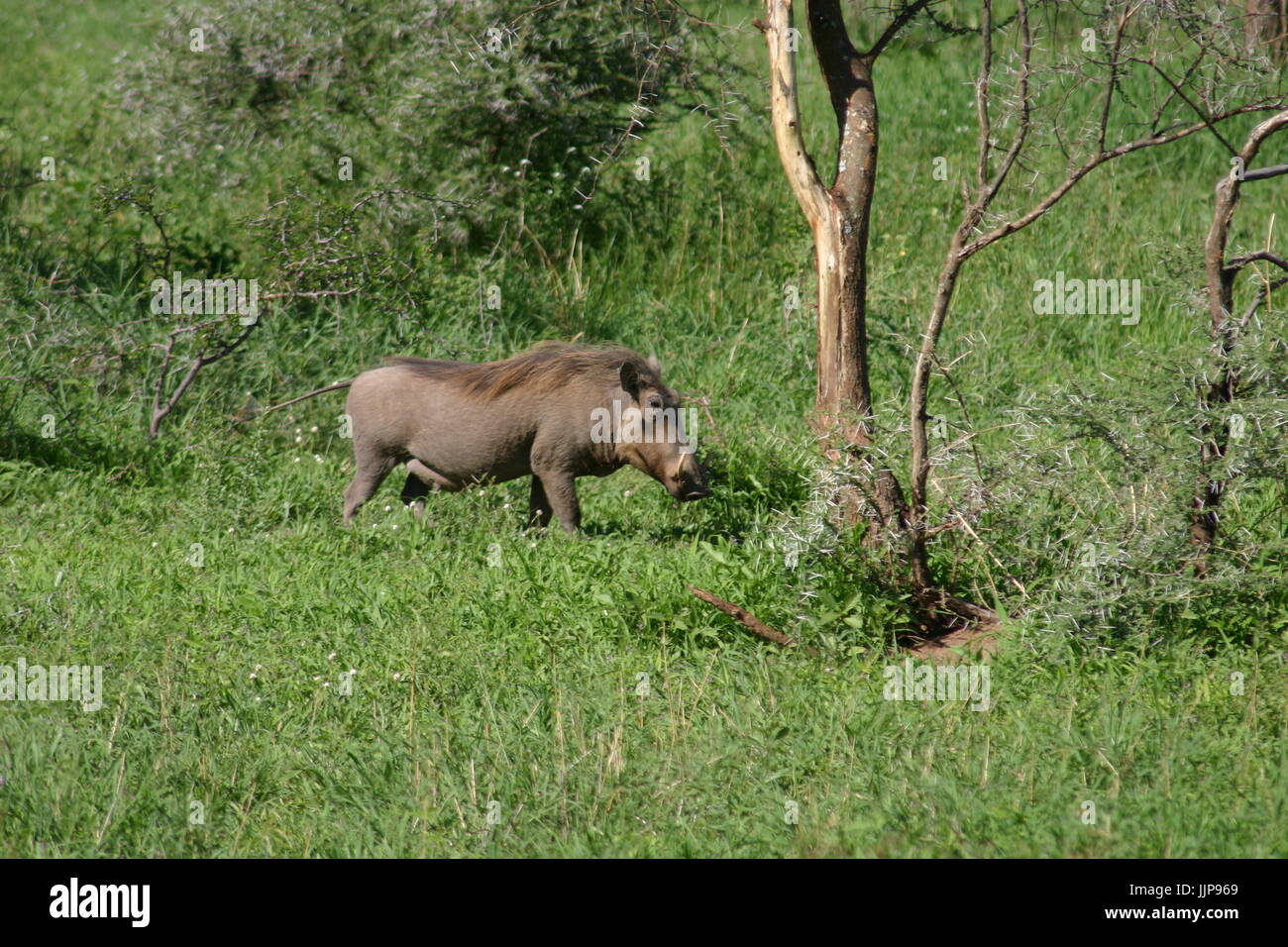 wild warthog pig dangerous mammal africa savannah Kenya Stock Photo - Alamy
