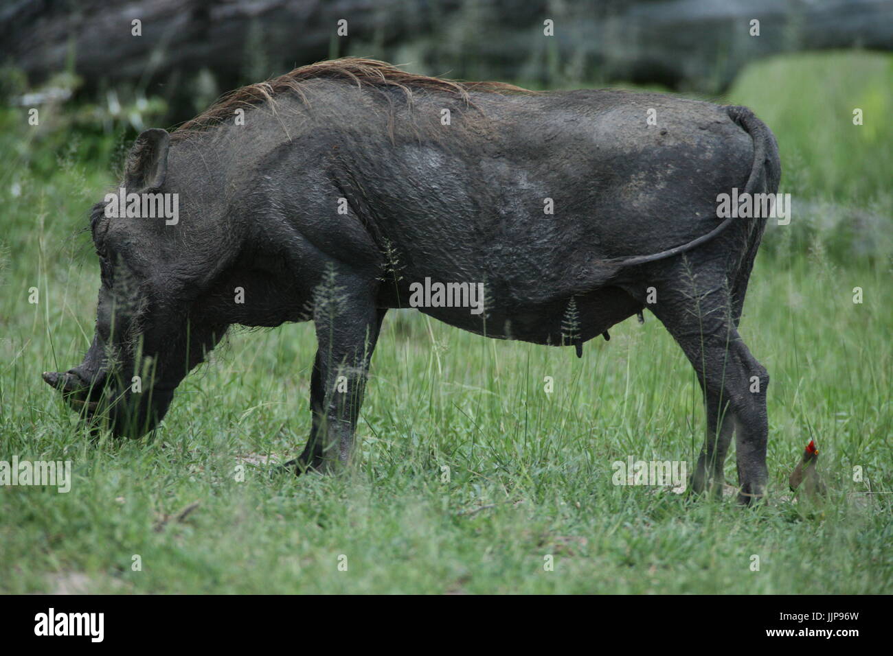 wild warthog pig dangerous mammal africa savannah Kenya Stock Photo - Alamy