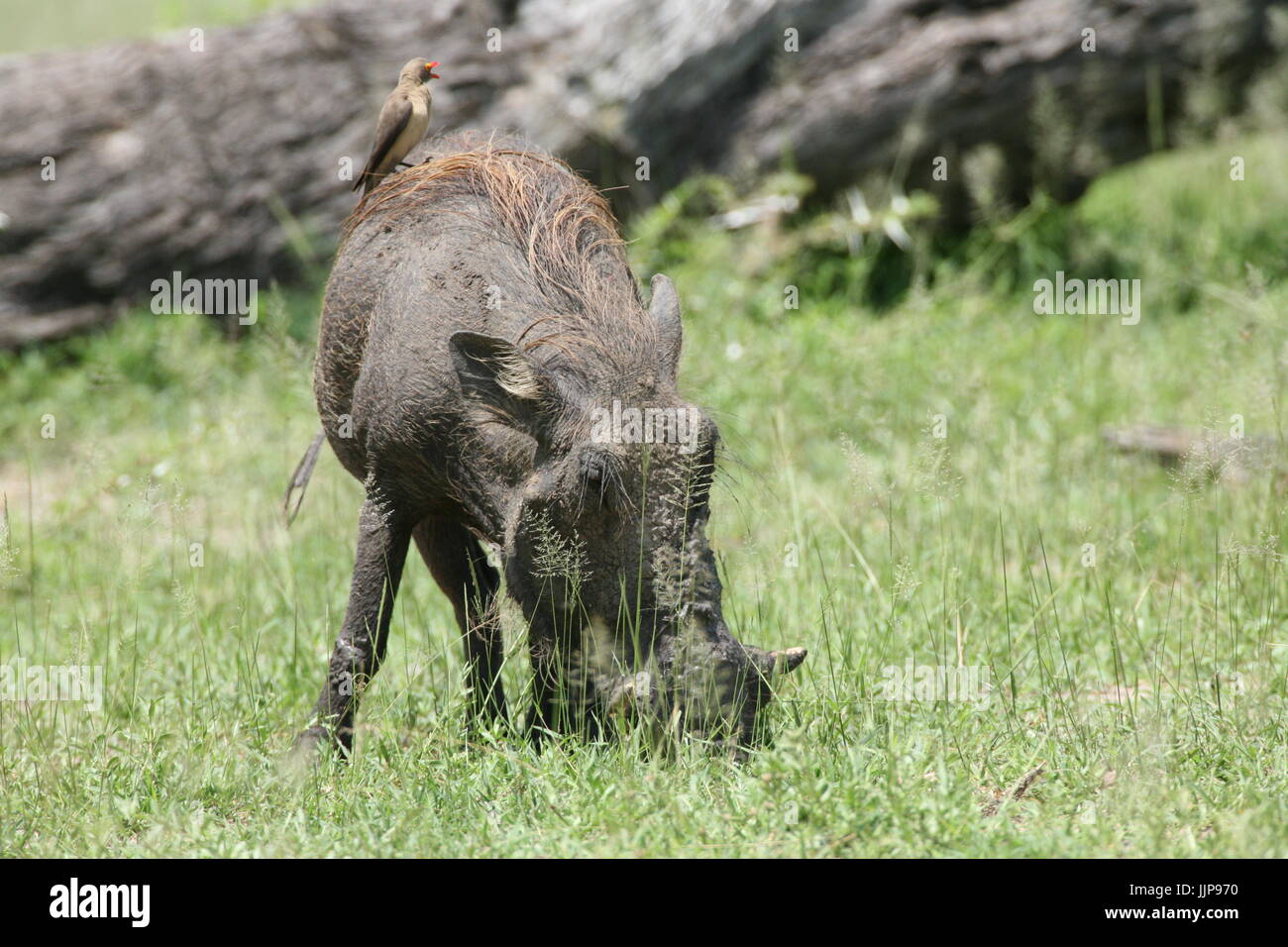 wild warthog pig dangerous mammal africa savannah Kenya Stock Photo - Alamy