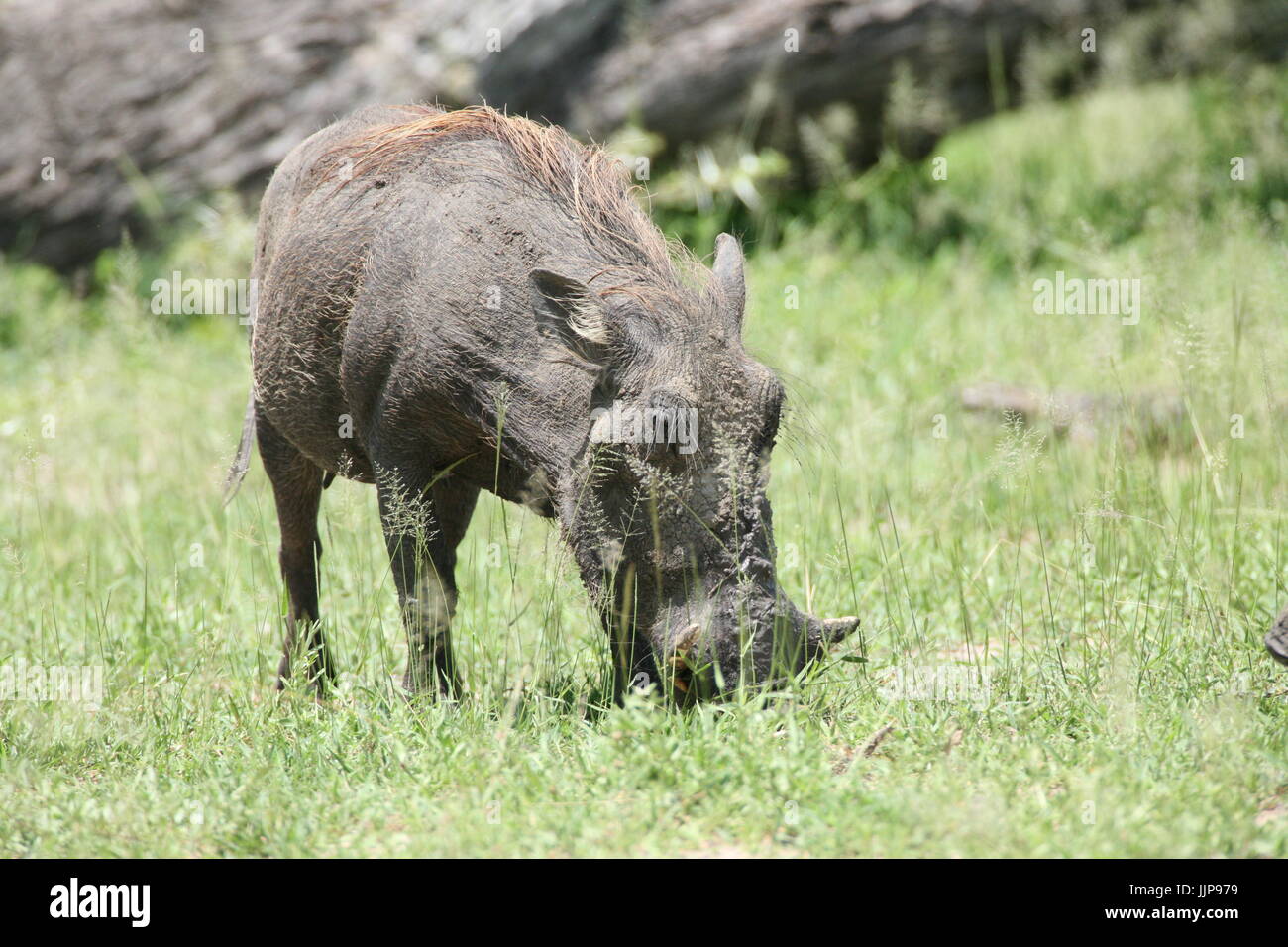 wild warthog pig dangerous mammal africa savannah Kenya Stock Photo - Alamy