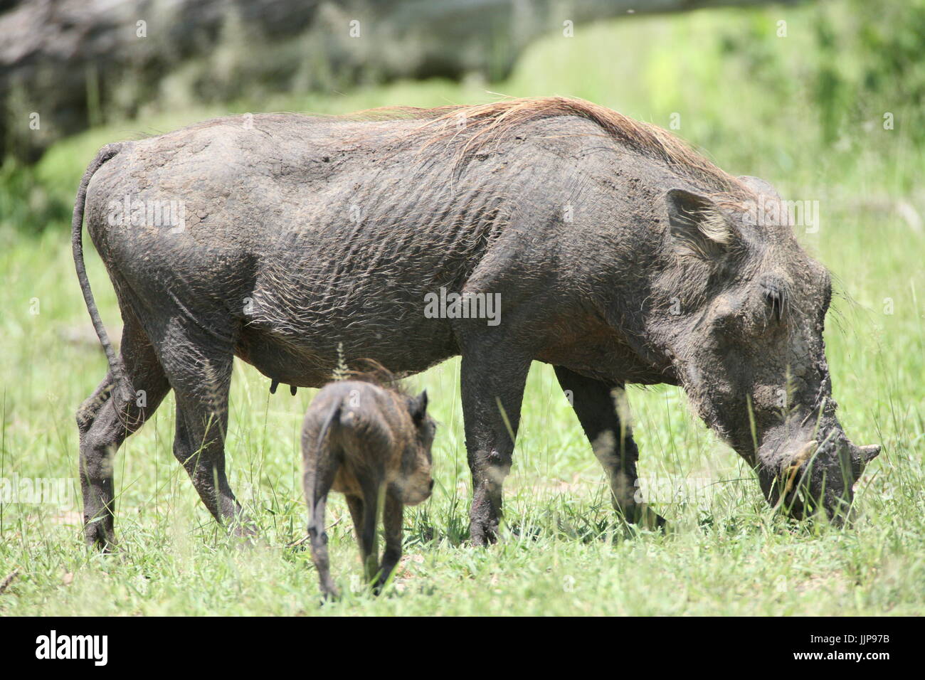 wild warthog pig dangerous mammal africa savannah Kenya Stock Photo - Alamy