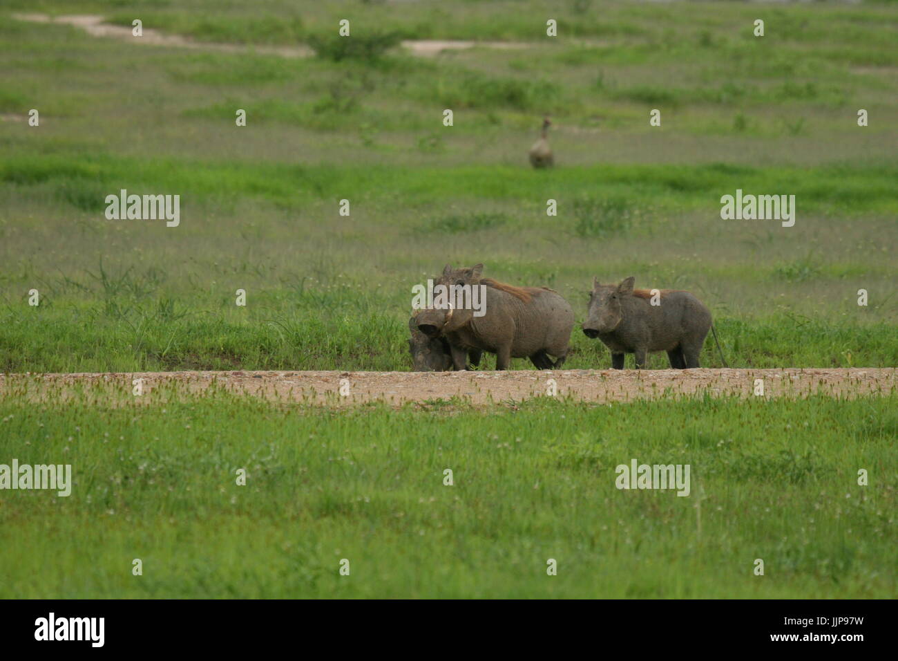 wild warthog pig dangerous mammal africa savannah Kenya Stock Photo - Alamy