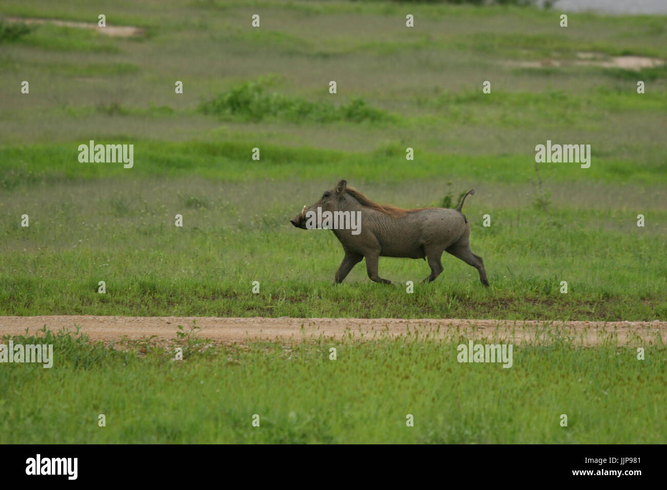 wild warthog pig dangerous mammal africa savannah Kenya Stock Photo - Alamy