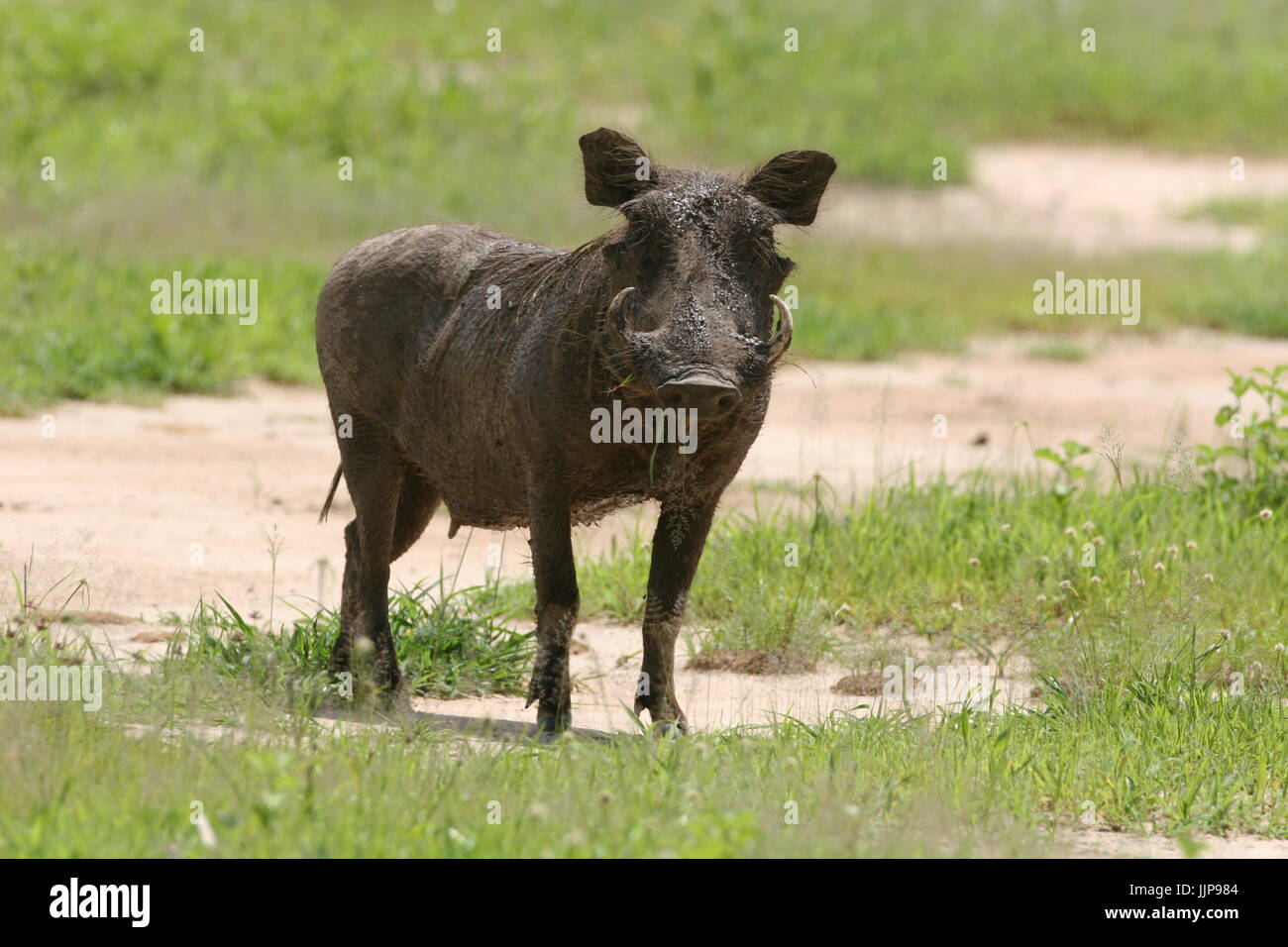 wild warthog pig dangerous mammal africa savannah Kenya Stock Photo - Alamy
