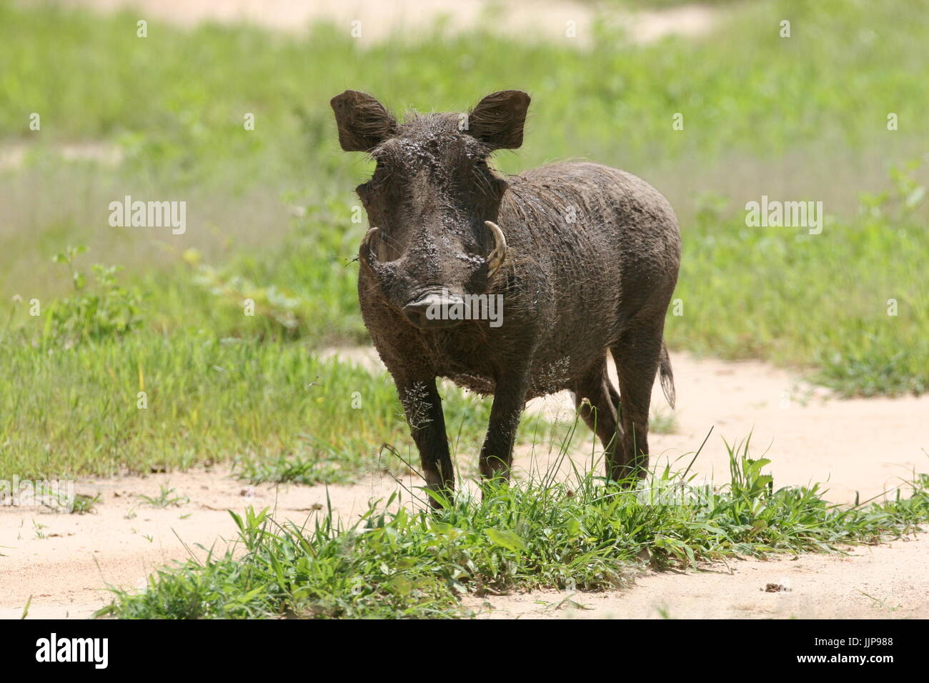 wild warthog pig dangerous mammal africa savannah Kenya Stock Photo - Alamy