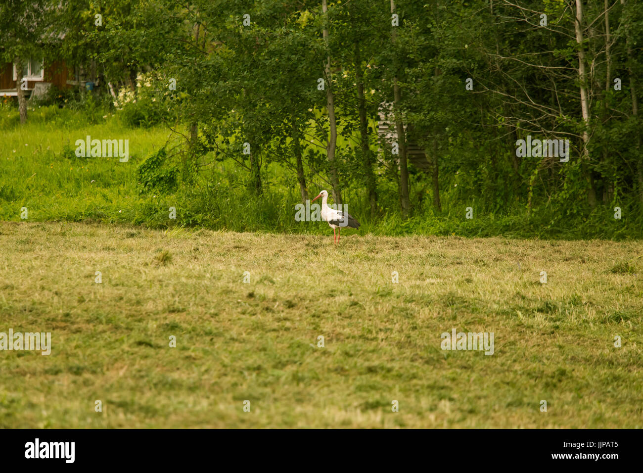 A beautiful white stork feeding in a meadow near country house. Rural ...
