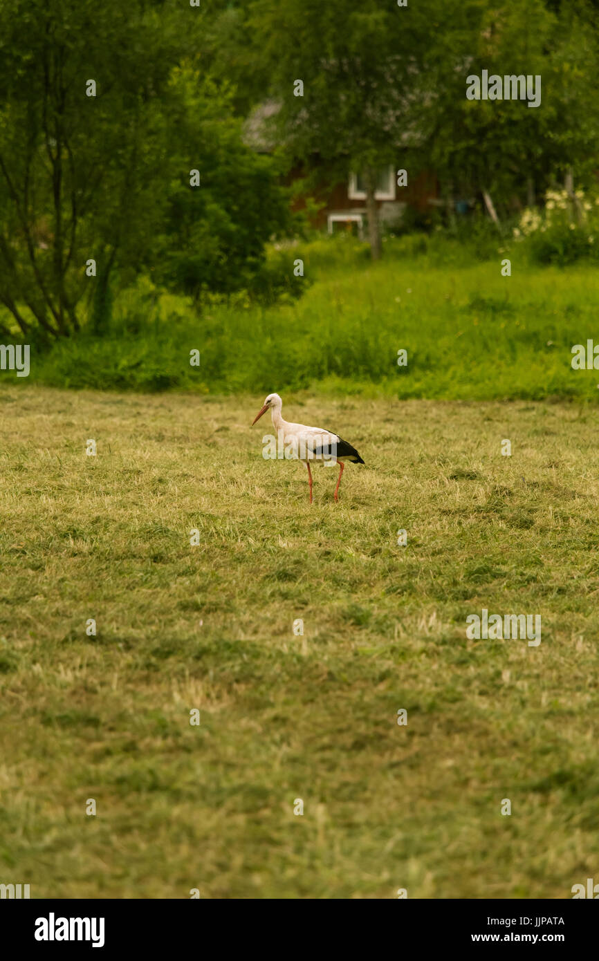 A beautiful white stork feeding in a meadow near country house. Rural ...