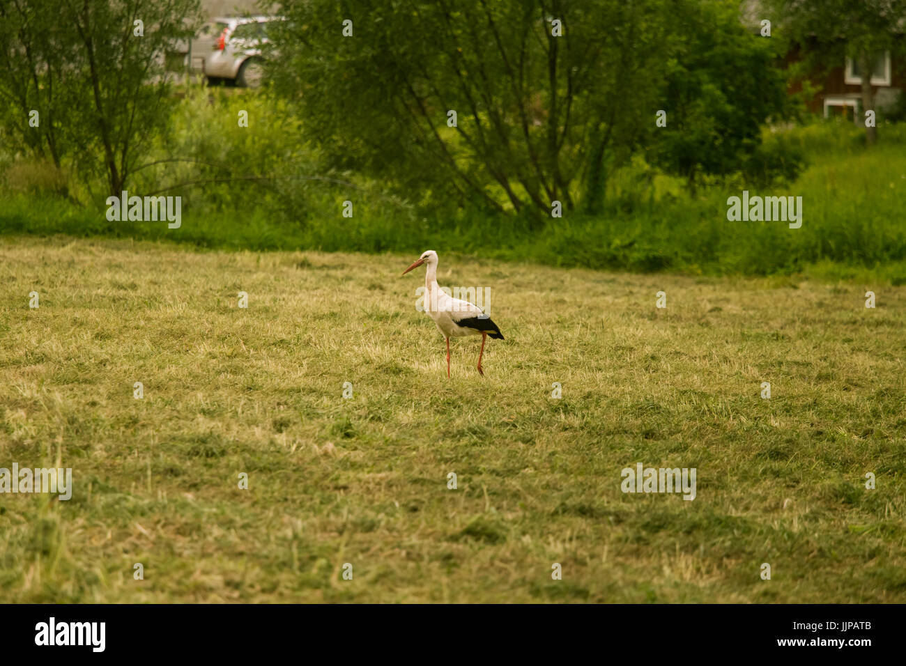A beautiful white stork feeding in a meadow near country house. Rural ...