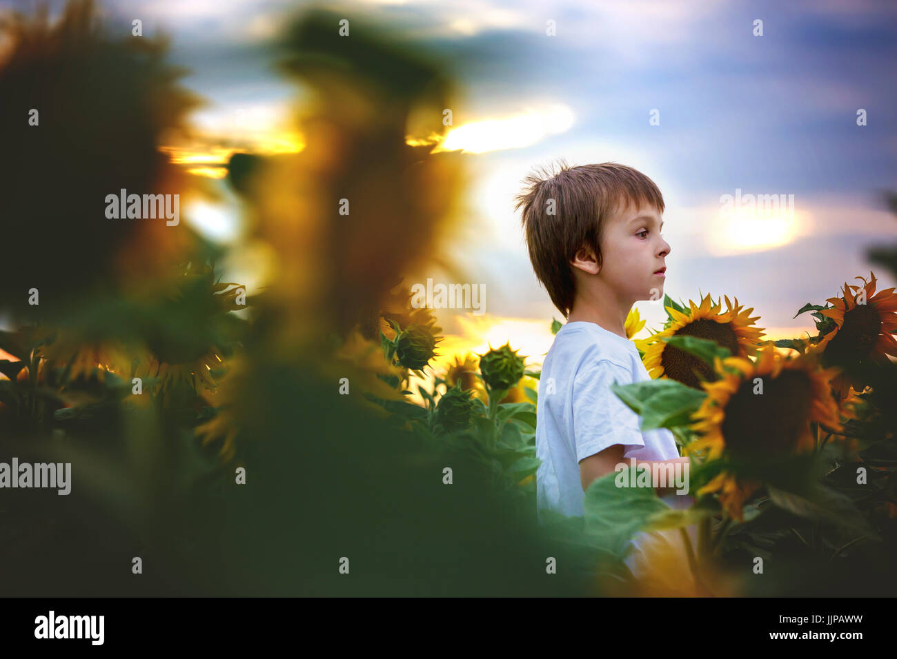 Cute child with sunflower in summer sunflower field on sunset. Kids ...