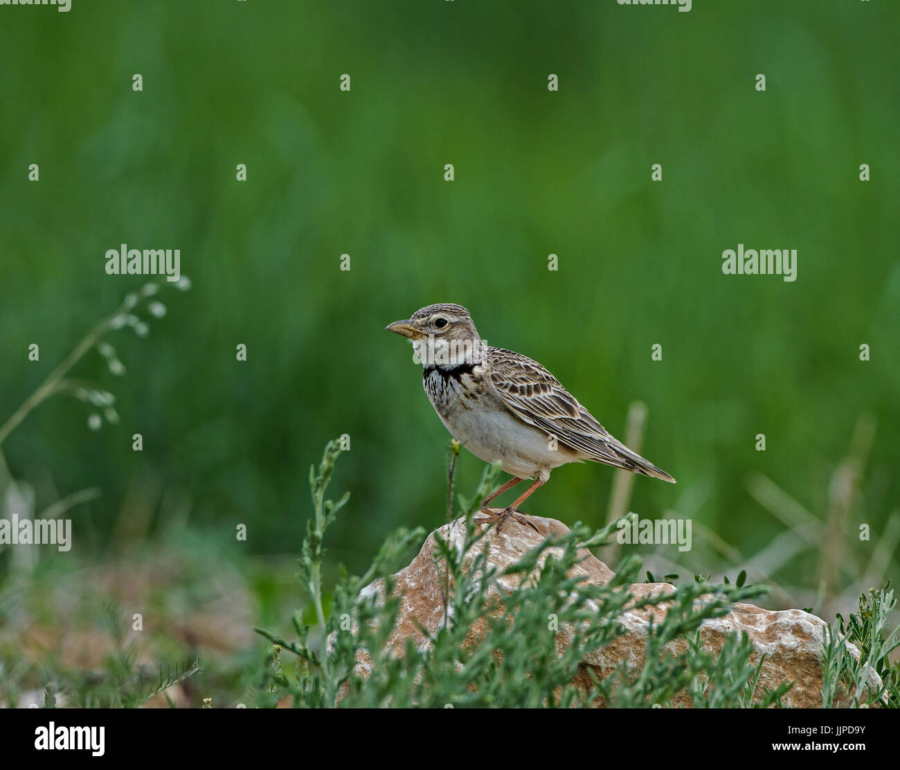 Calandra lark melanocorypha calandra Stock Photo - Alamy