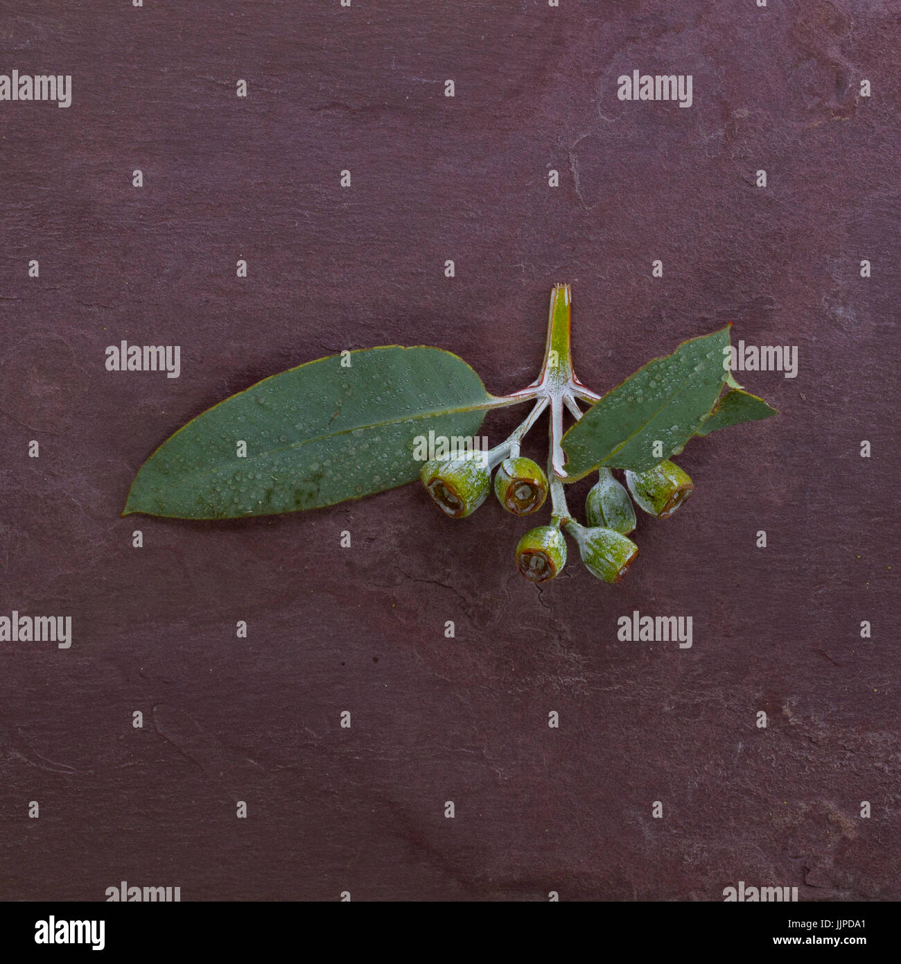 Stock photo of hibiscus with green background hi-res stock photography ...