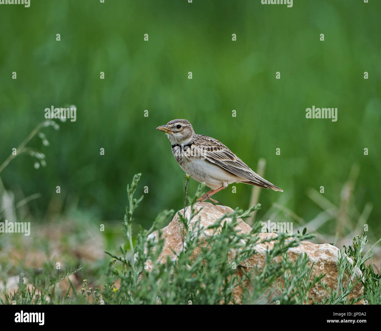 Calandra lark melanocorypha calandra Stock Photo - Alamy
