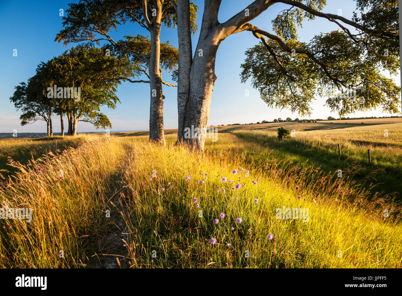 Early morning sunshine on Olivers Castle on Roundway Hill near Devizes ...