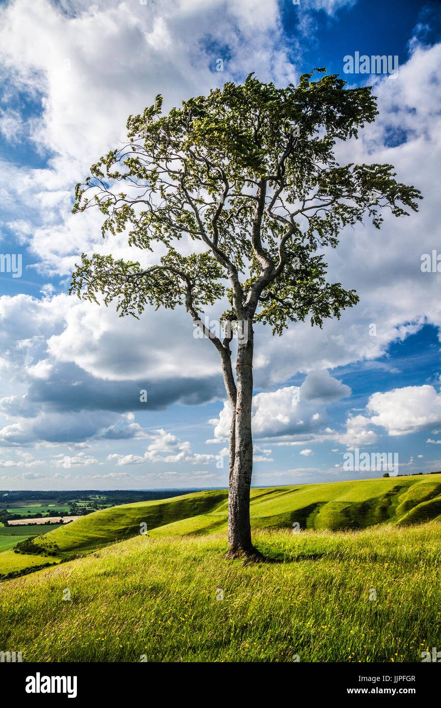 Oliver's Castle Devizes High Resolution Stock Photography and Images ...
