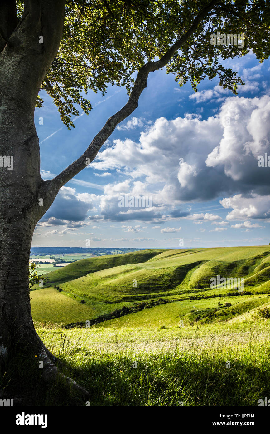 The view from Roundway Hill and Olivers Castle near Devizes in ...