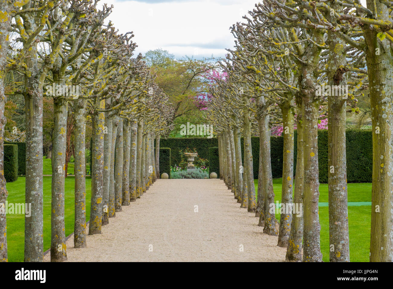 An avenue of pleached trees Stock Photo - Alamy