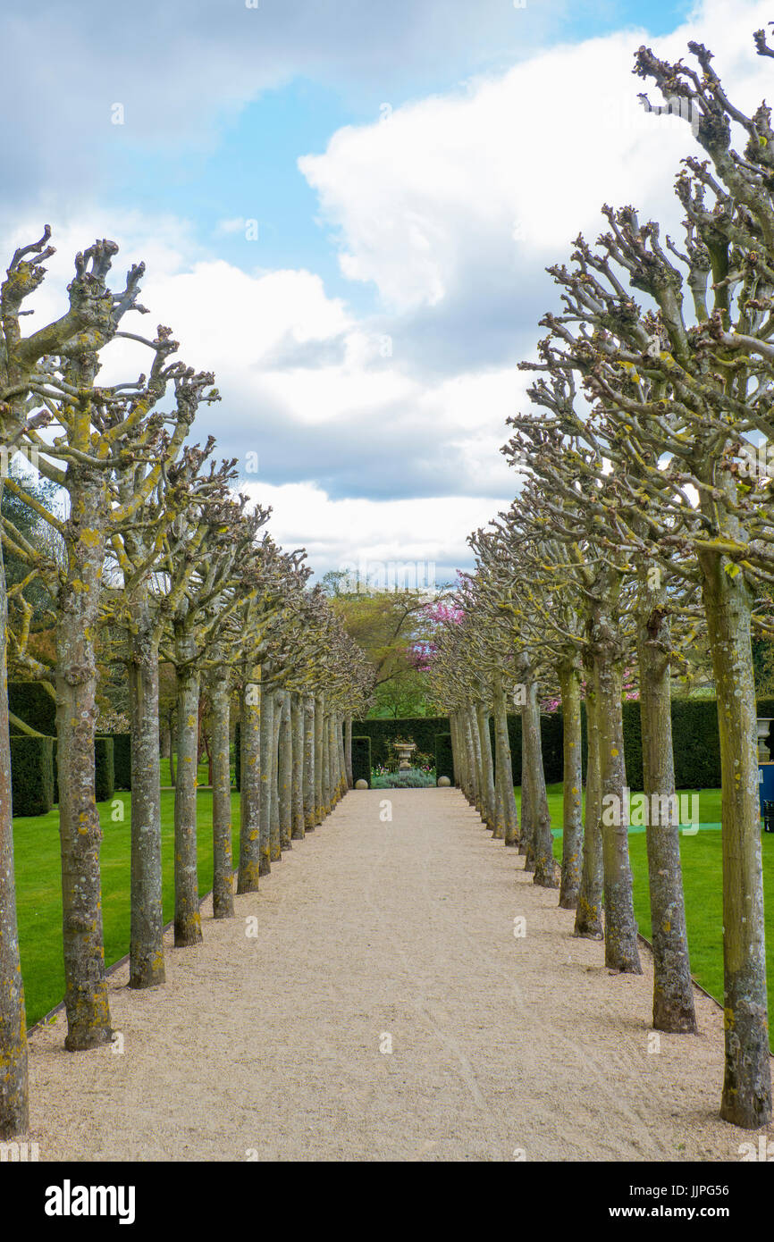 Pleached trees hi-res stock photography and images - Alamy