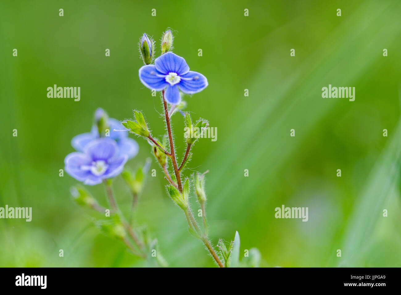 Blue flower speedwell hi-res stock photography and images - Alamy
