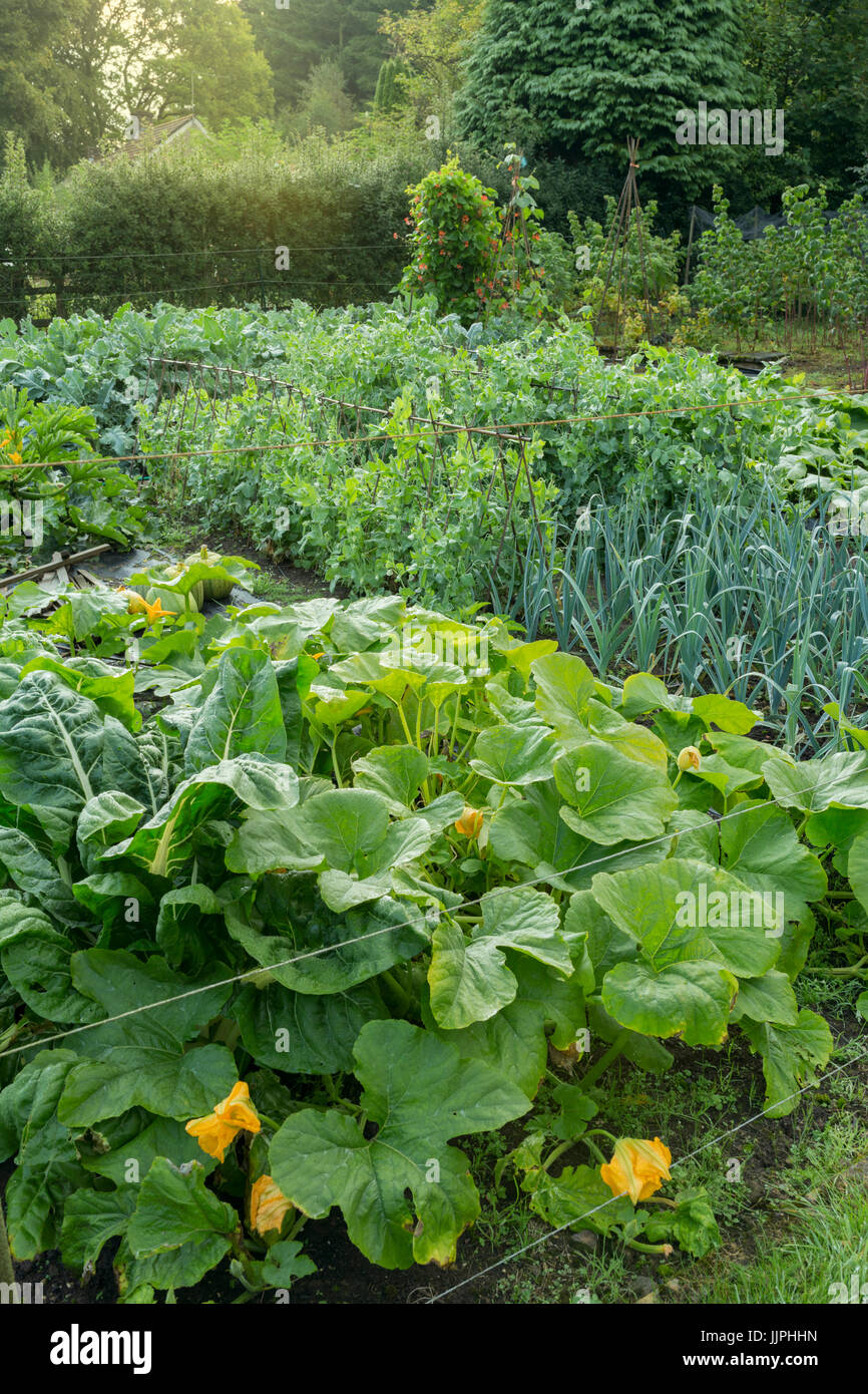 Verdant vegetable garden in rural Wales Stock Photo - Alamy