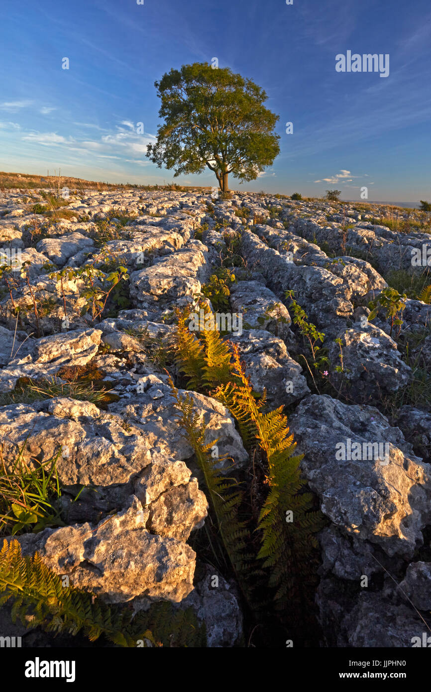 A solitary tree growing out of a limestone pavement on Malham Ings ...