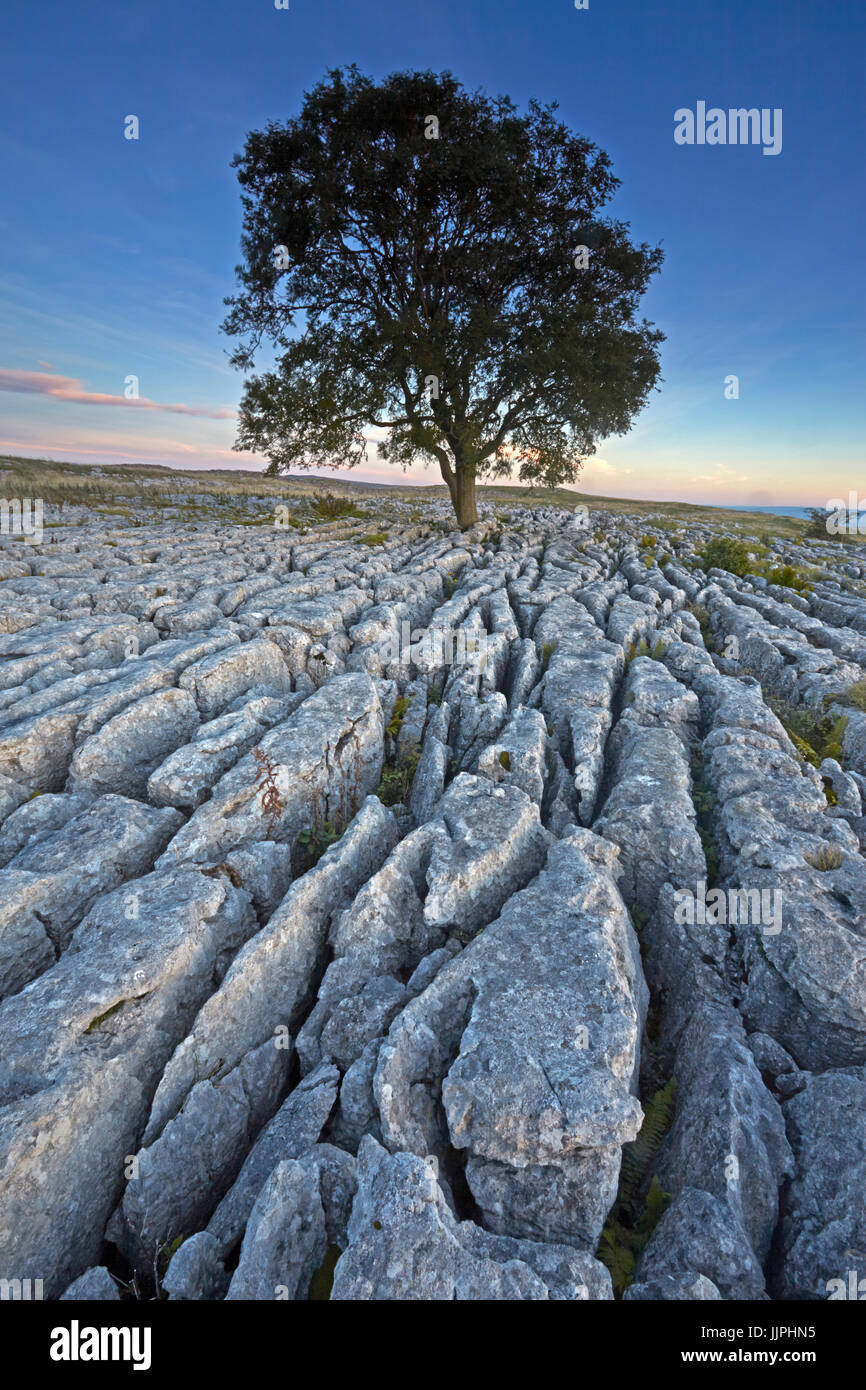 A solitary tree growing out of a limestone pavement on Malham Ings ...