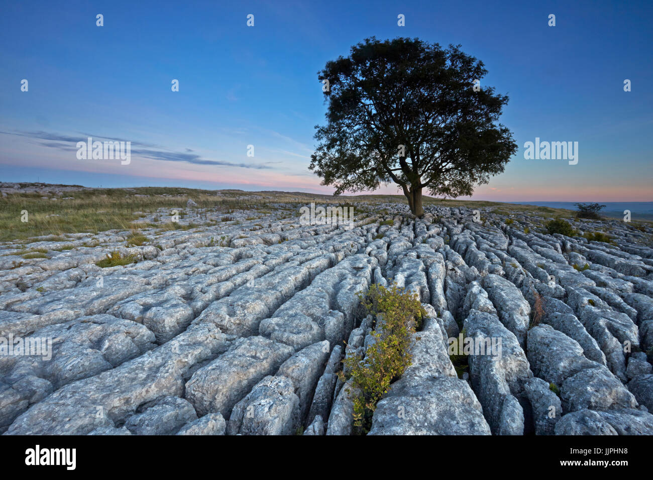 A solitary tree growing out of a limestone pavement on Malham Ings ...