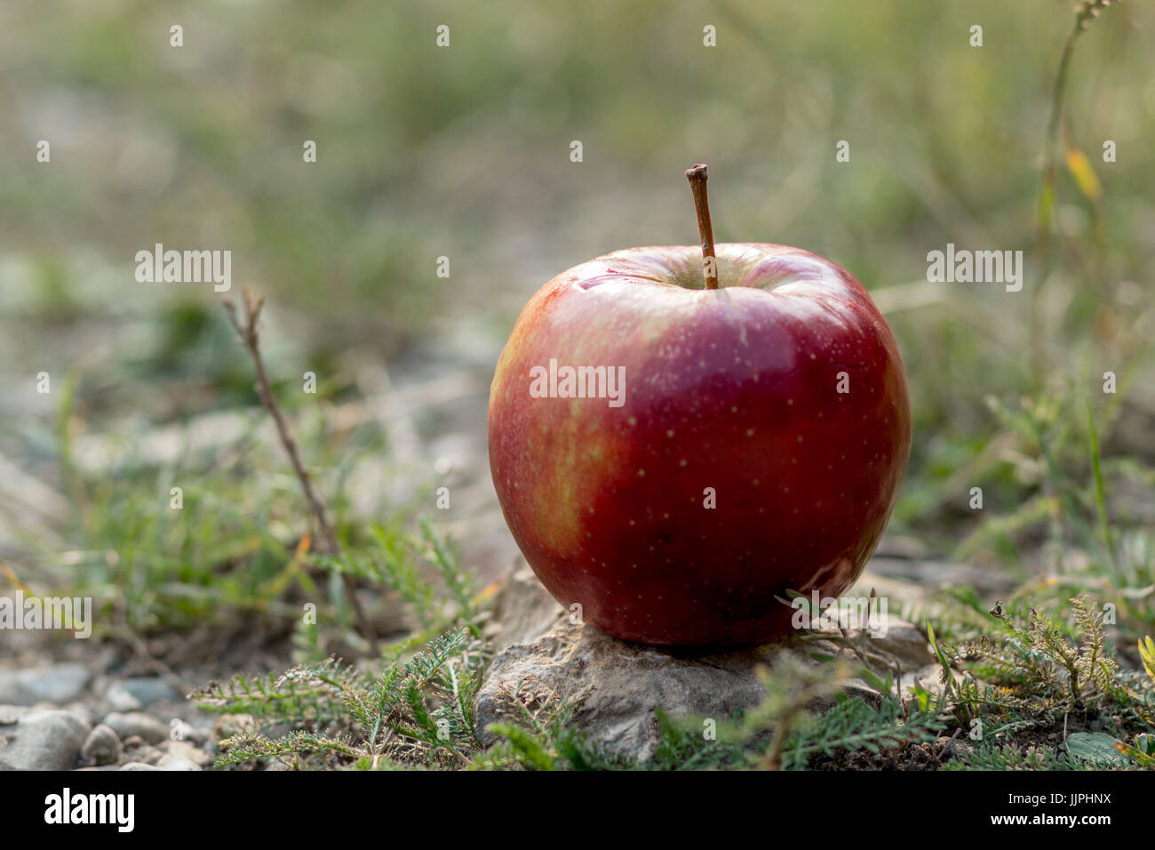 Red apple on a rock in nature Stock Photo - Alamy