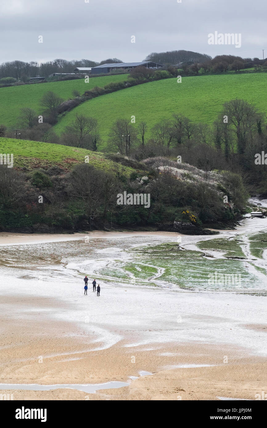 Four people walking across the Gannel Estuary at low tide in Cornwall ...