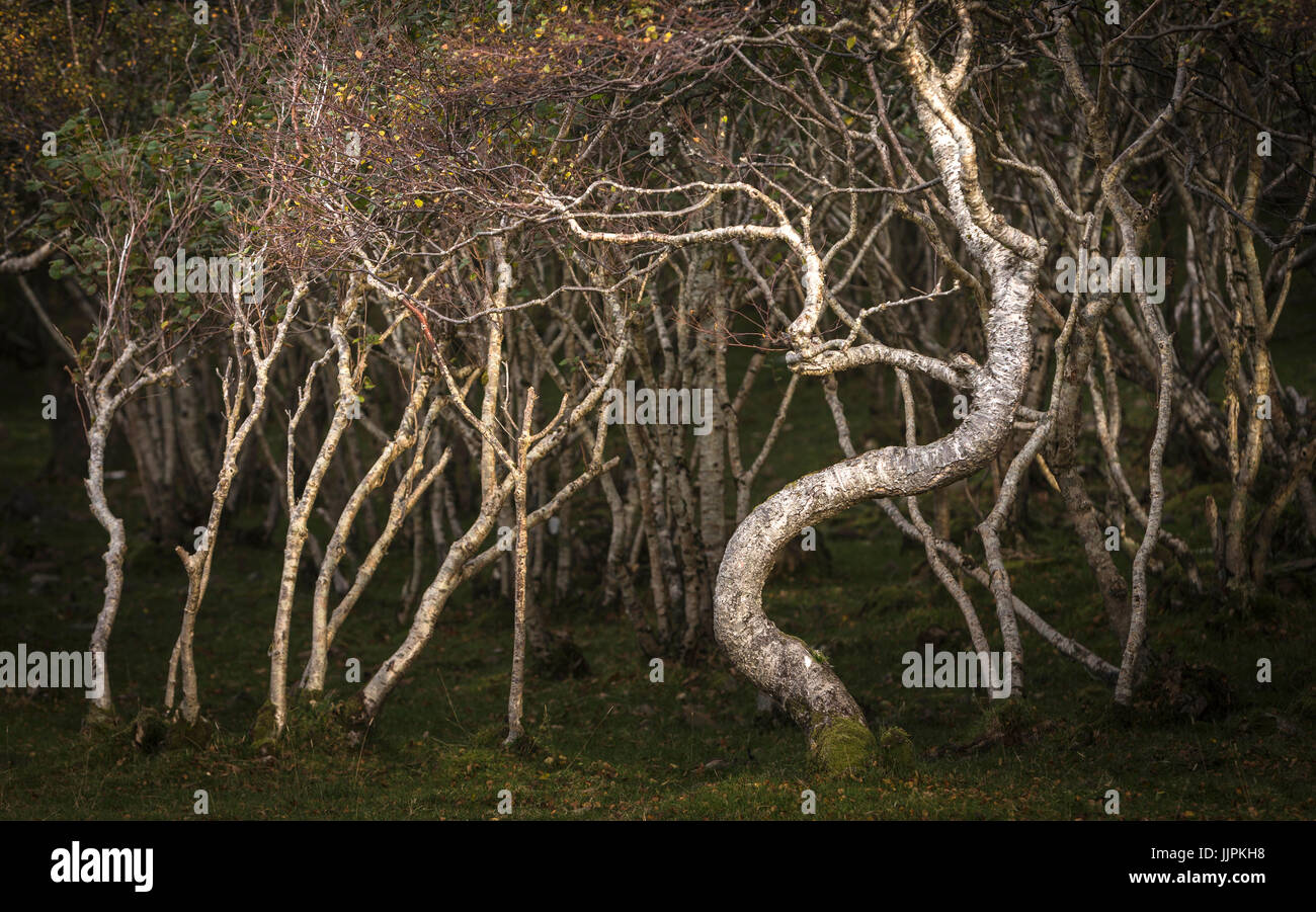 Forest of stunted birch on the Isle of Skye Stock Photo - Alamy