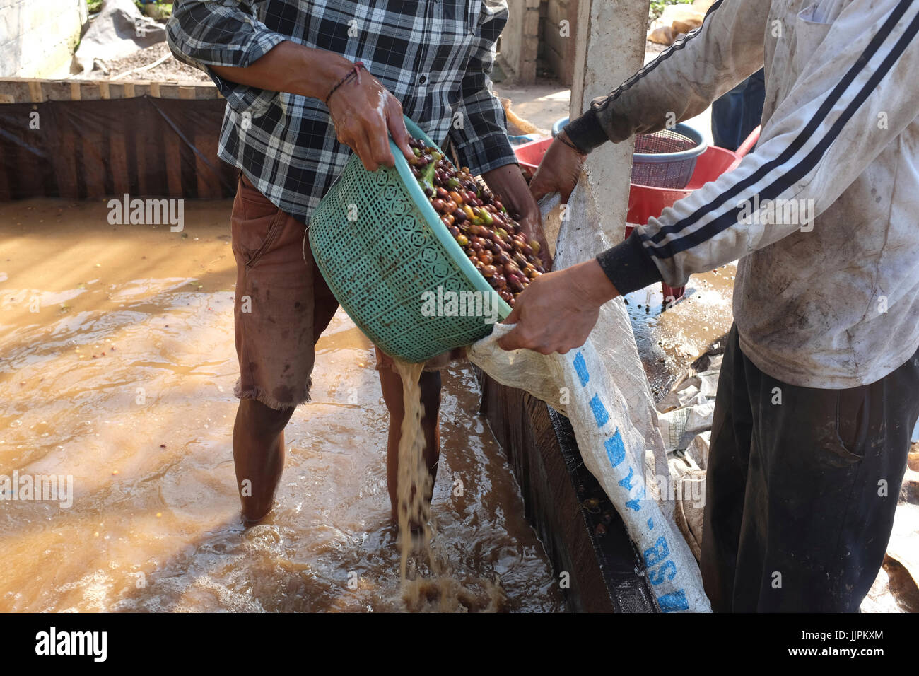 Two men washing coffee beans Stock Photo - Alamy
