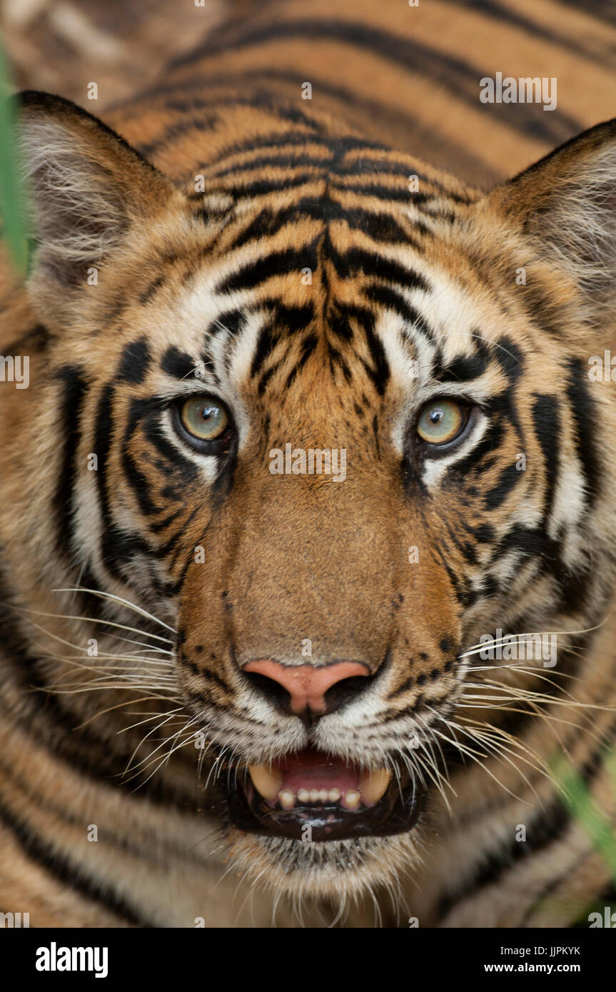 Young cub sitting Stock Photo - Alamy