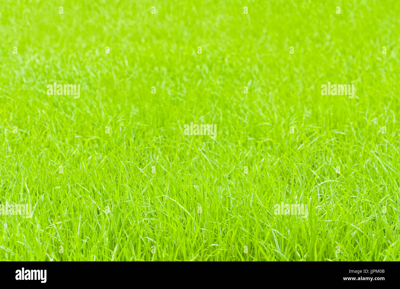 Grass texture perspective hi-res stock photography and images - Alamy