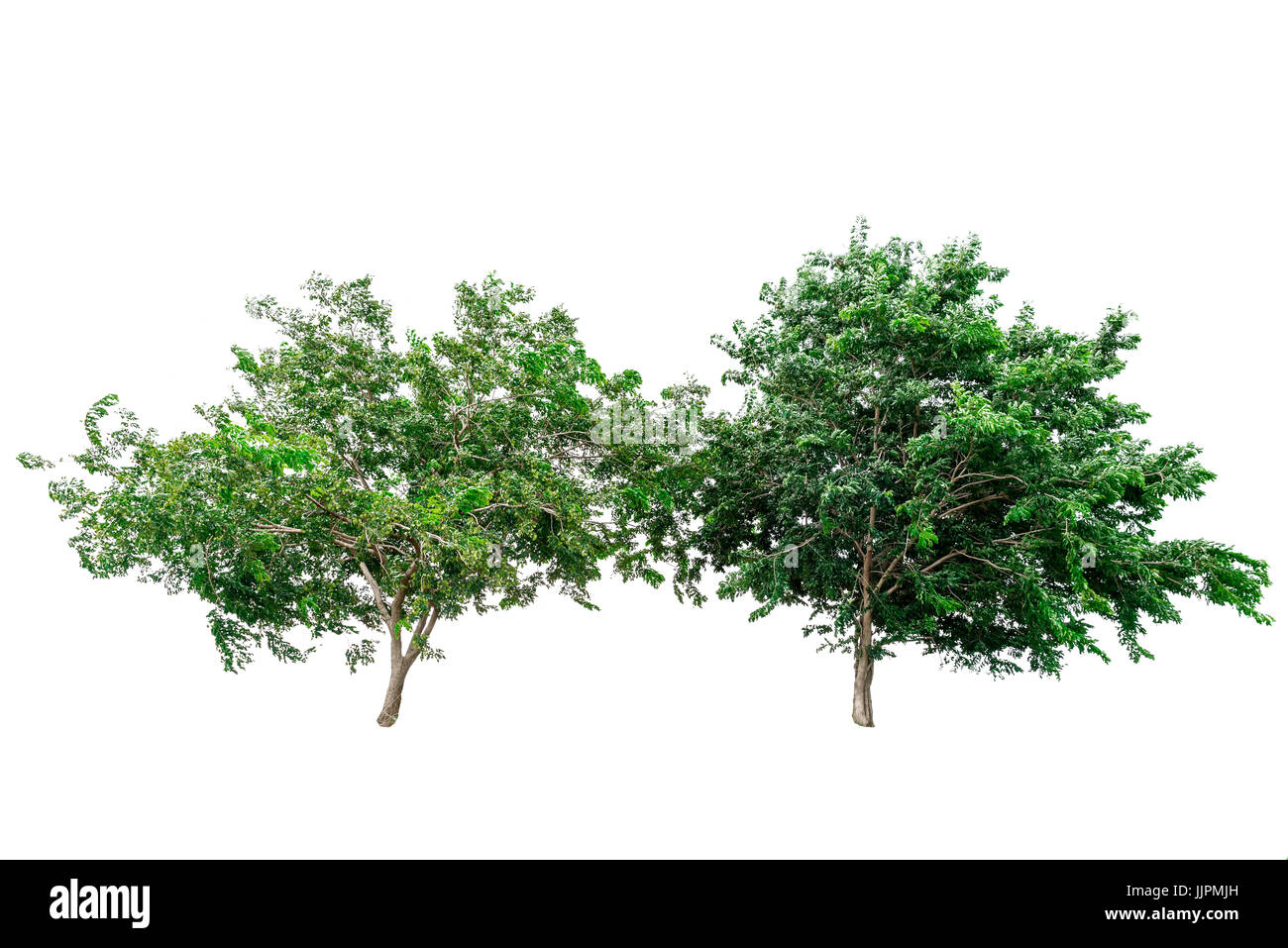 Two green tree isolated on white background Stock Photo - Alamy