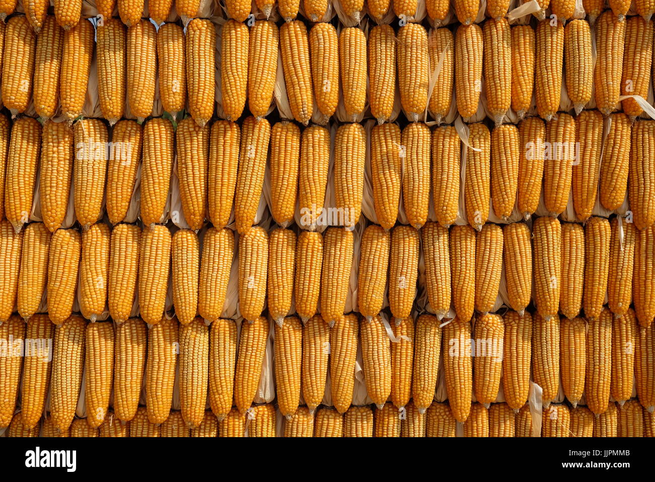 Sun dried peeled corn stalks Stock Photo - Alamy