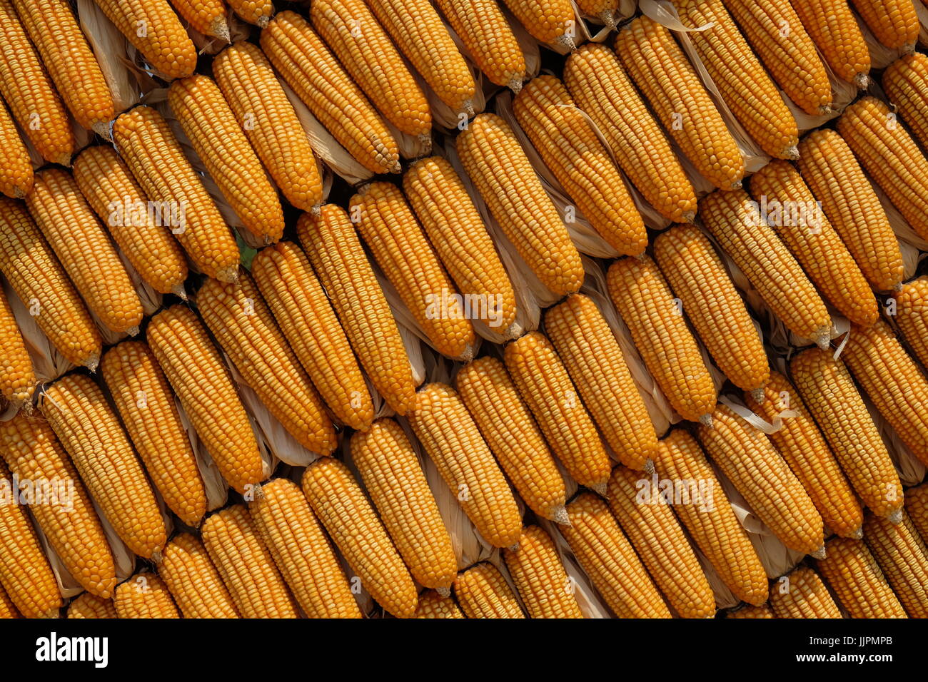 Sun dried peeled corn stalks Stock Photo - Alamy