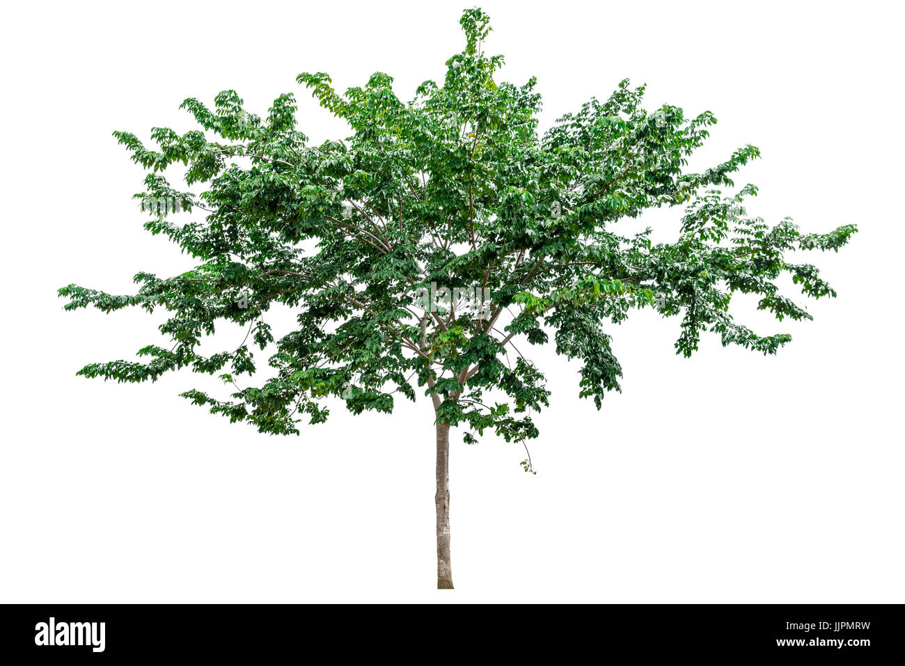 Green tree isolated on white background Stock Photo - Alamy