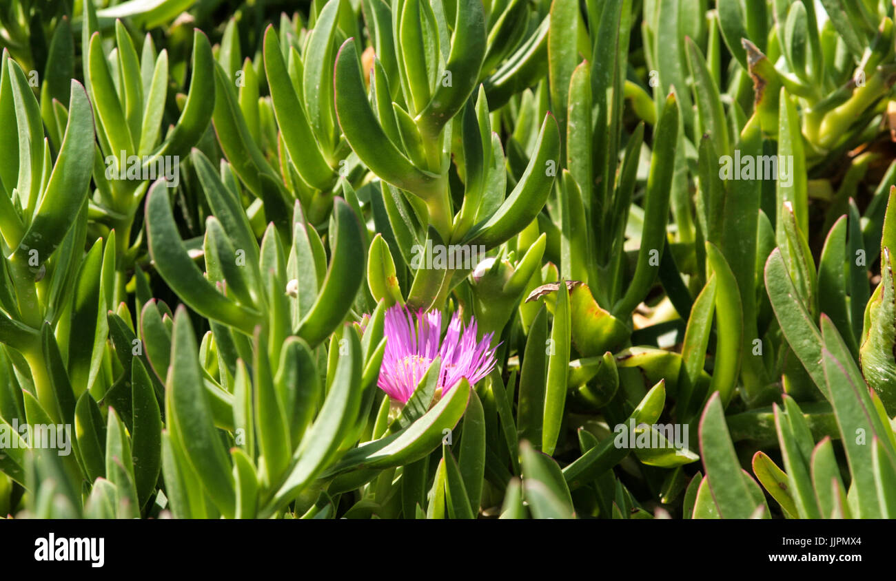 Nice view on flora from Rethymno, Crete, Greece Stock Photo - Alamy