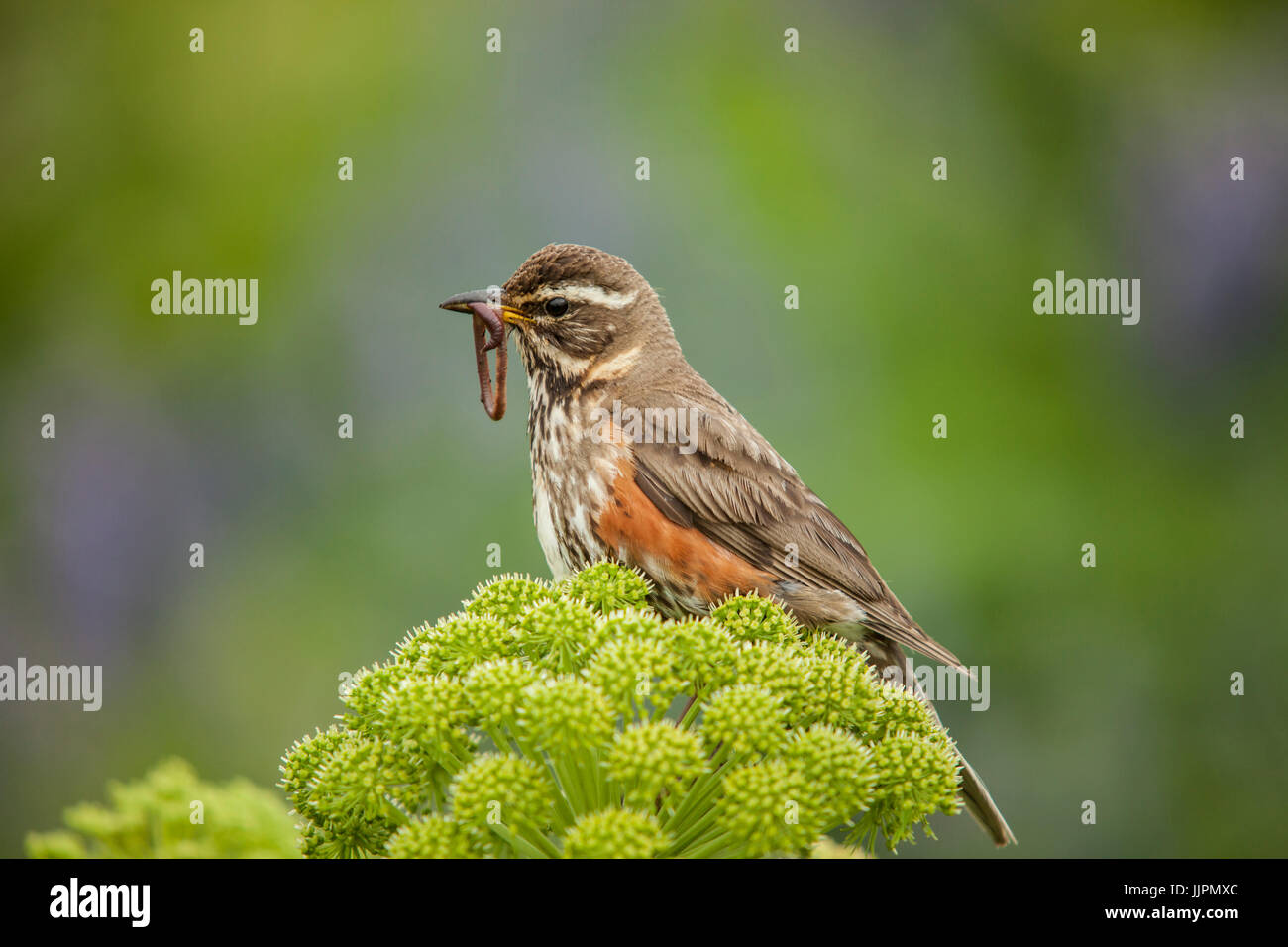 Redwing bird hi-res stock photography and images - Alamy